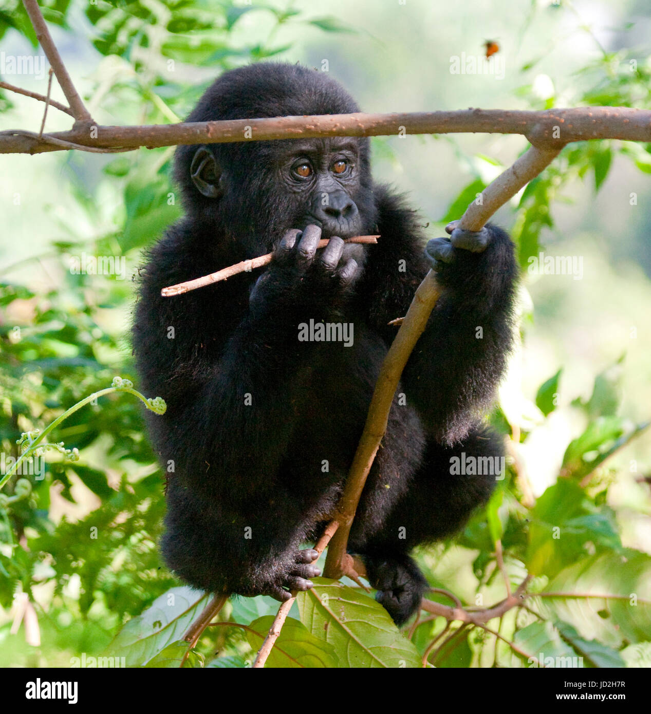 A baby mountain gorilla on a tree. Uganda. Bwindi Impenetrable Forest ...
