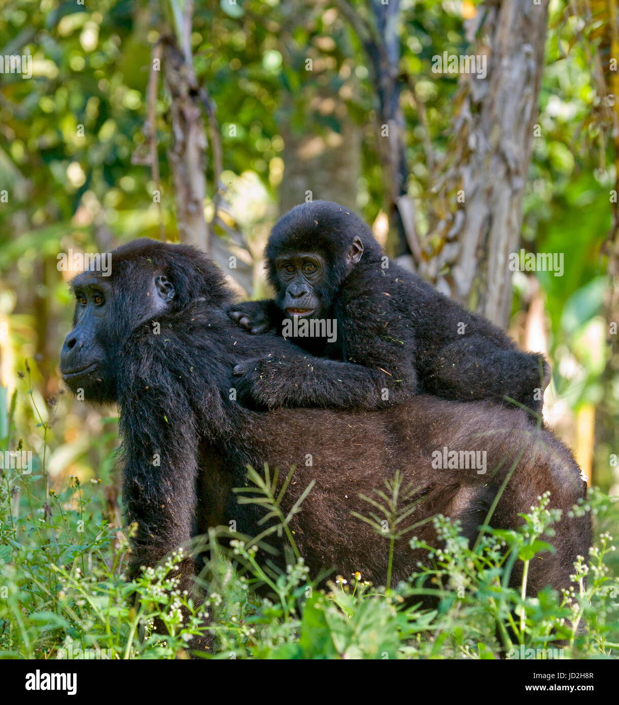 Female mountain gorilla with a baby. Uganda. Bwindi Impenetrable Forest ...