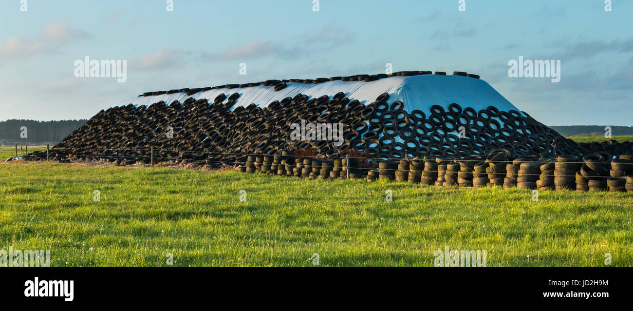 Silage stack covered in white plastic with old tyres over it Stock ...