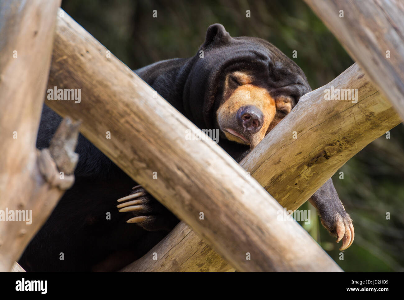 Sun Bear sleeping on a log in the warm sunlight Stock Photo - Alamy