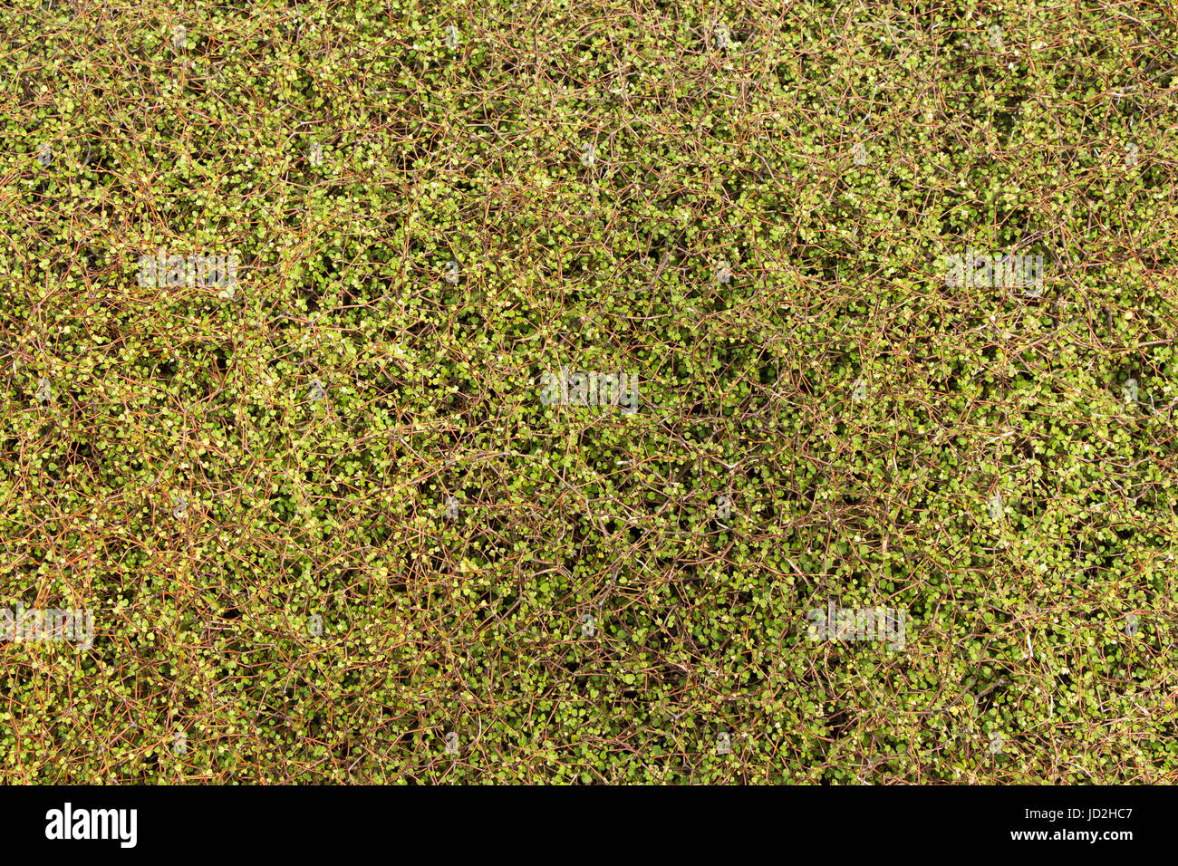 Wonderful natural small leaf texture Stock Photo - Alamy