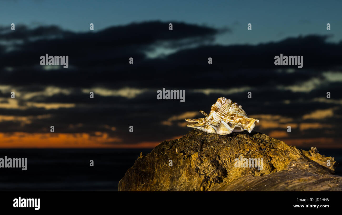 Sea spike shell with a colorful dusk sunset background Stock Photo - Alamy