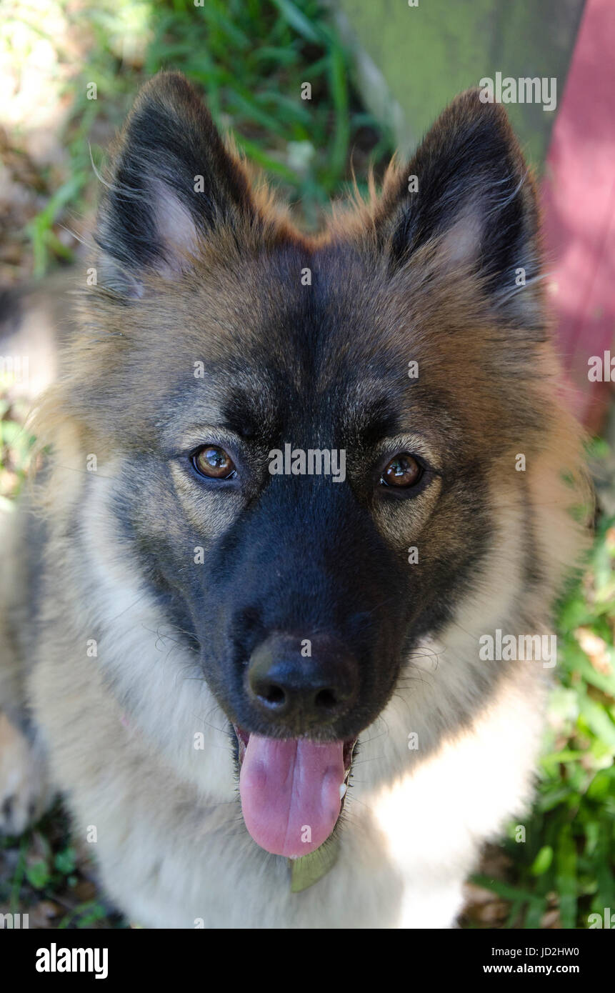 Relaxed dog hi-res stock photography and images - Alamy