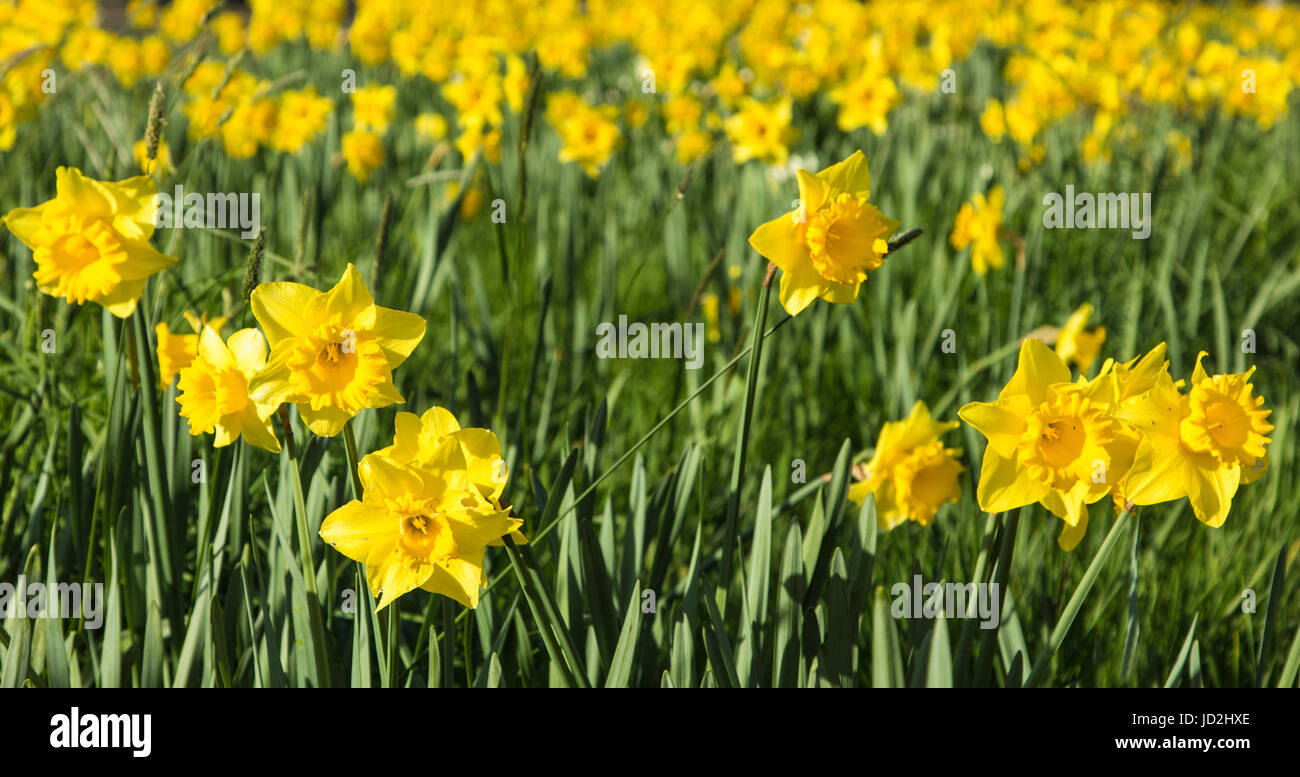 Yellow spring daffodils hi-res stock photography and images - Alamy