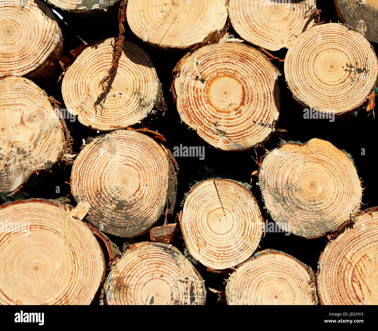 Stack of pine logs ready for the mill Stock Photo - Alamy
