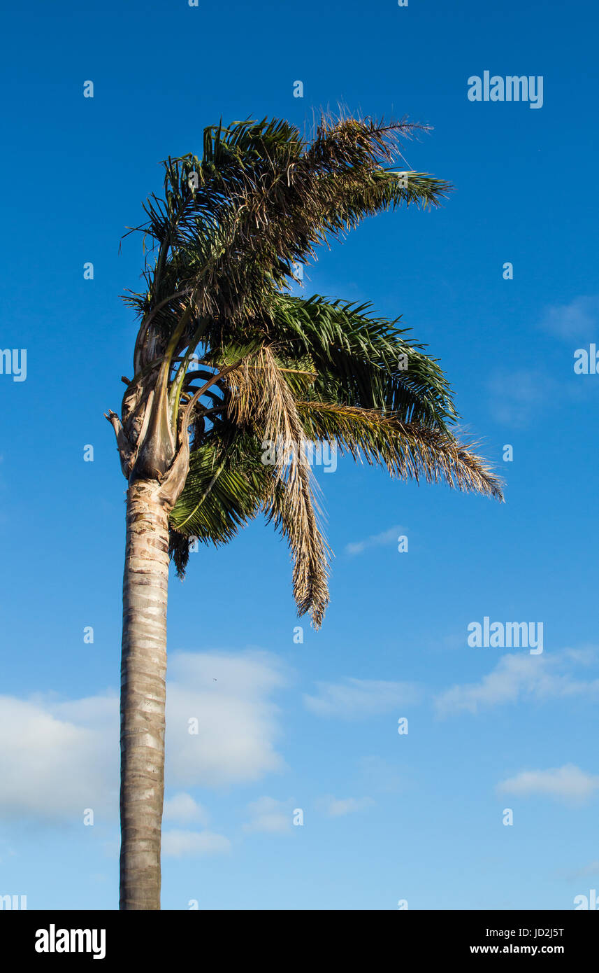 One very storm blown palm tree Stock Photo - Alamy
