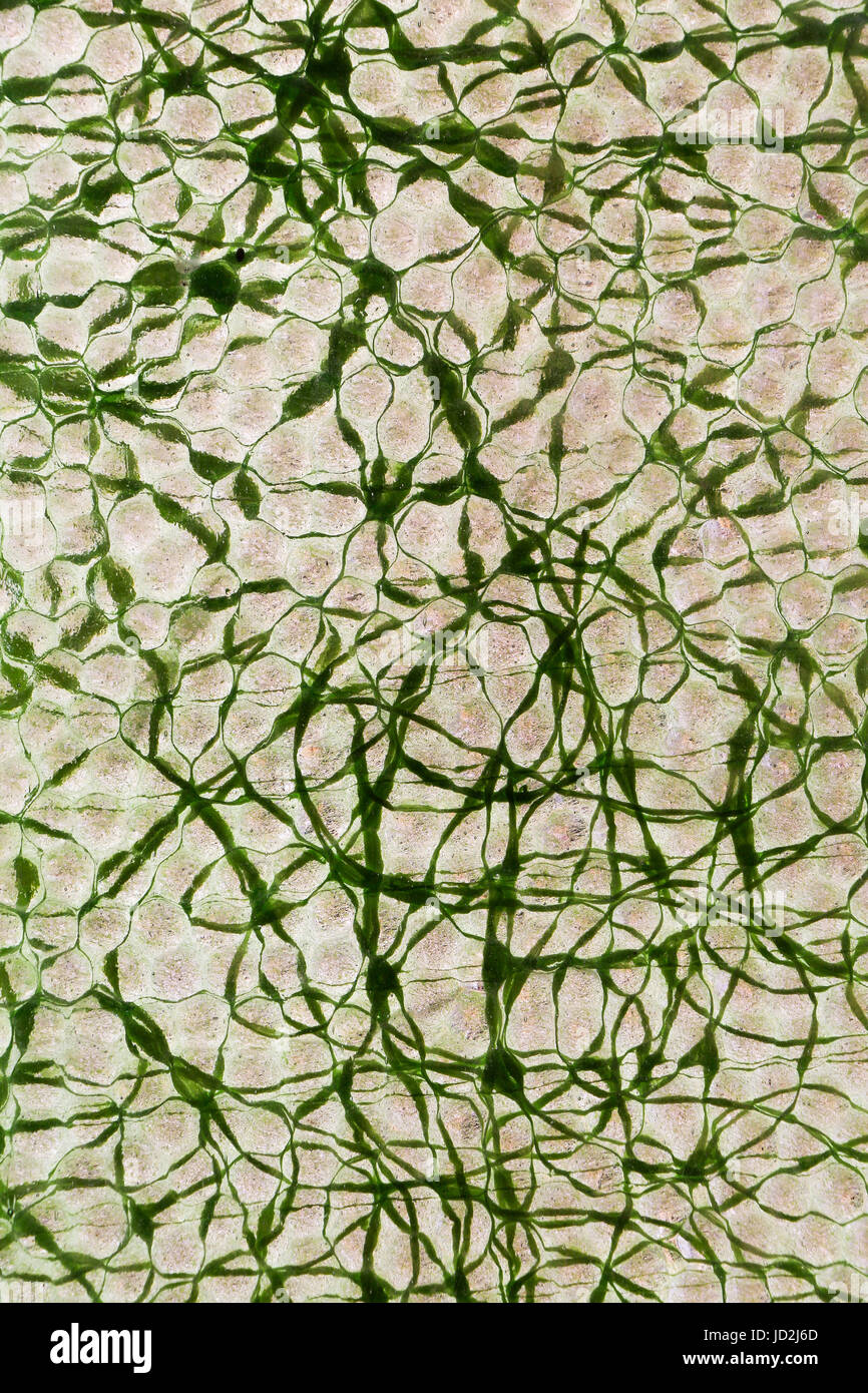 String texture bind textured glass Stock Photo - Alamy