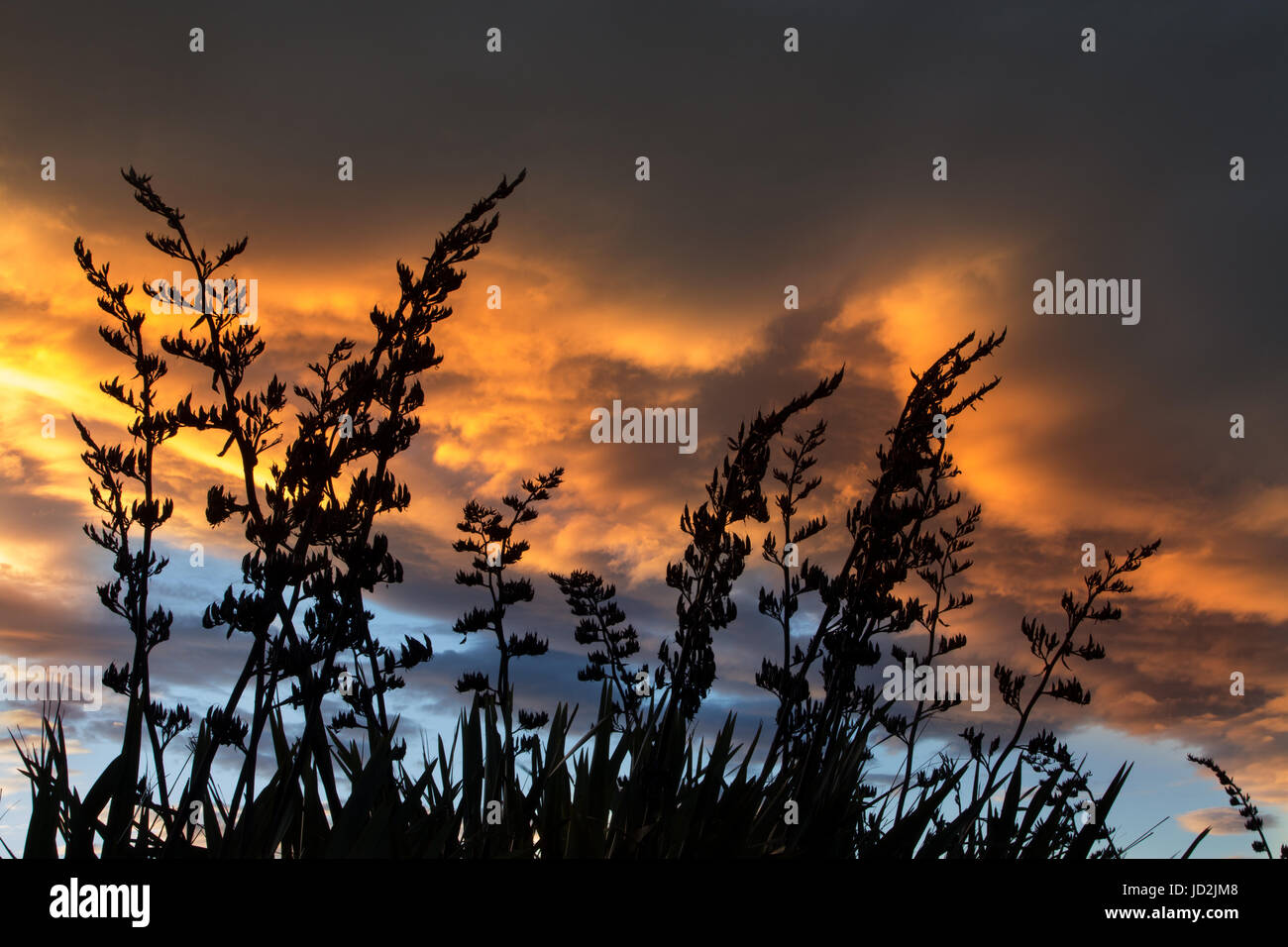Tall New Zealand flax seed head stalls at sunset Stock Photo - Alamy