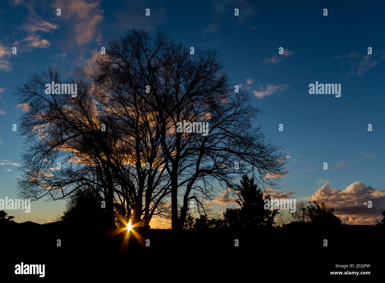 Large trees in the winter as the sunsets behind them Stock Photo - Alamy