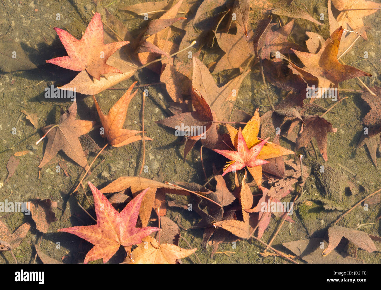 Star shaped leaves hi-res stock photography and images - Alamy