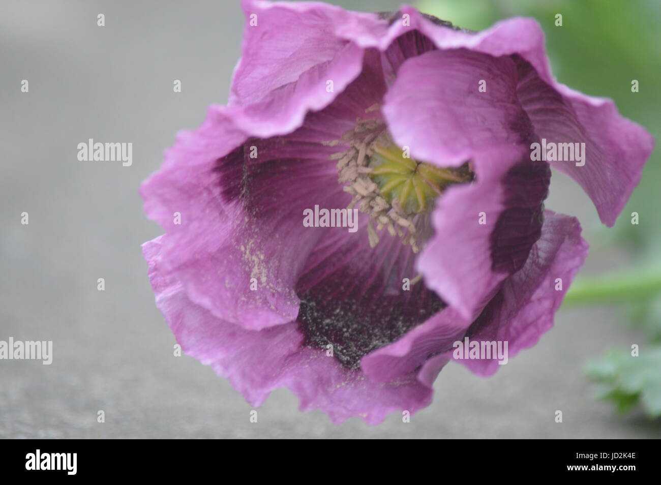 Annual poppy hi-res stock photography and images - Alamy