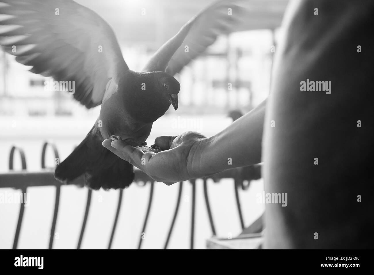 Human feed a bird Stock Photo - Alamy