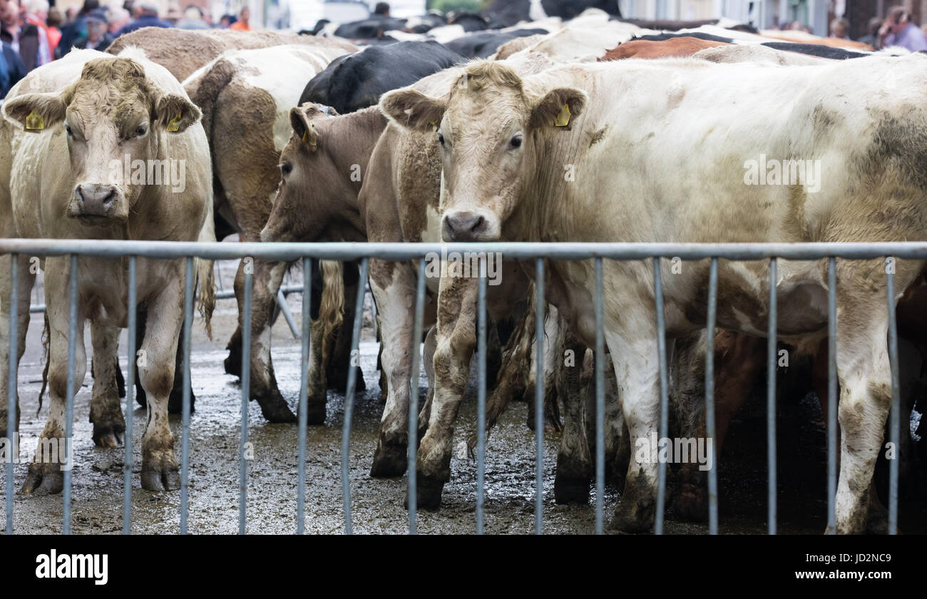 Farm cow close up in Village in Ireland Stock Photo - Alamy