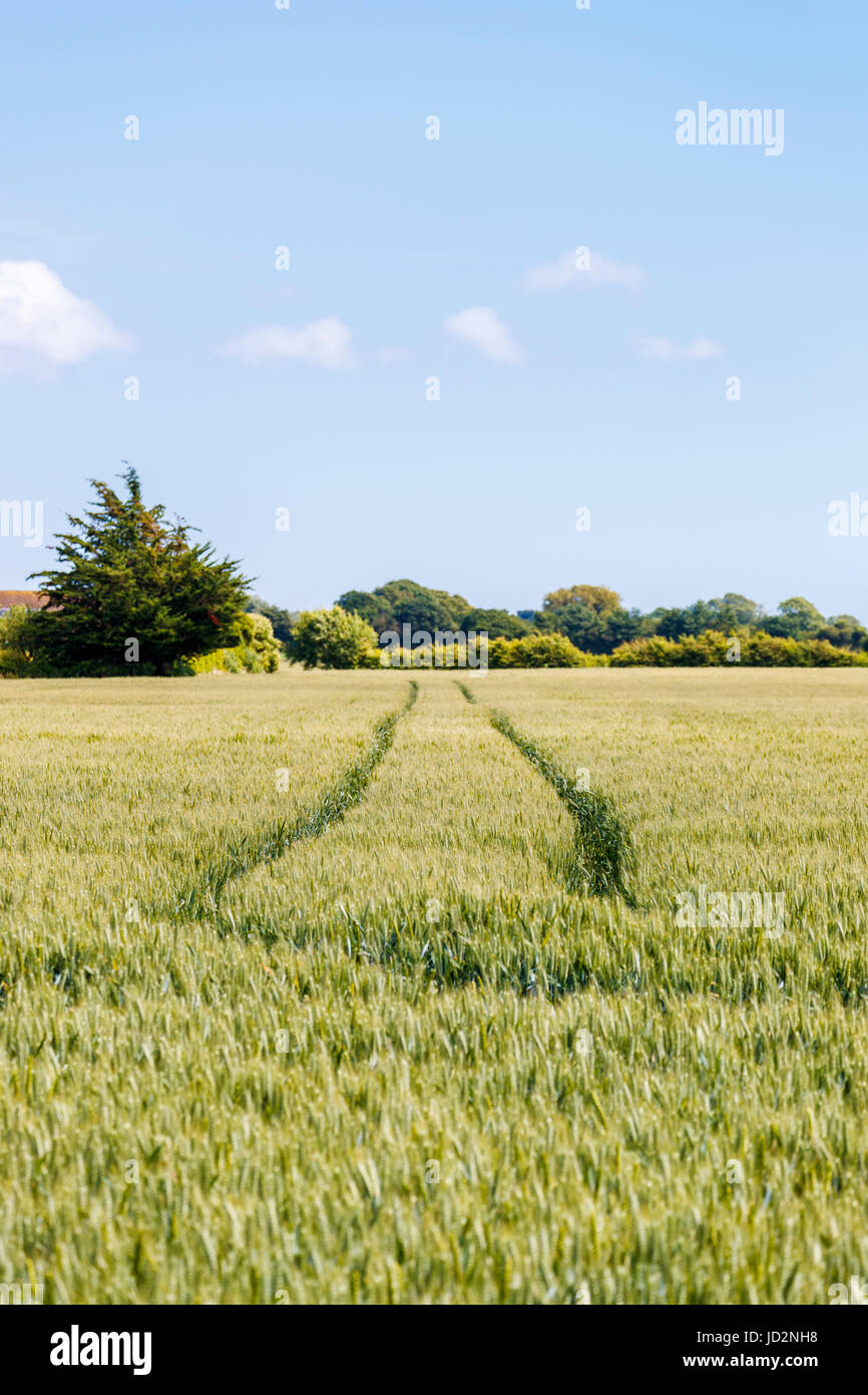 Agriculture: vehicle tracks in a field of wheat, Bosham, a village on ...