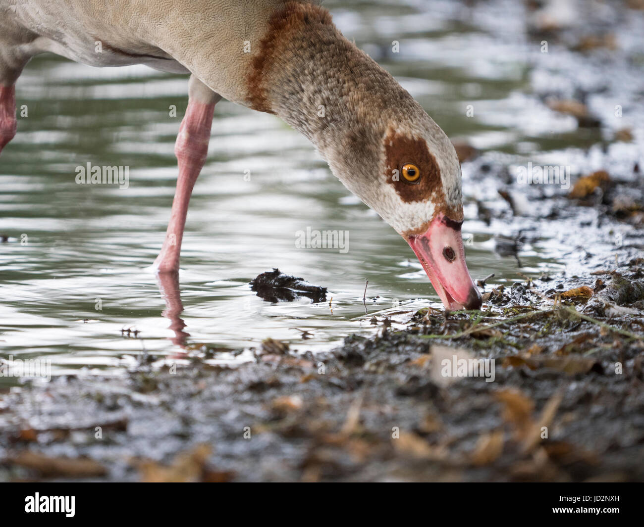 an Egyptian goose feeding in Richmond, park, London Stock Photo - Alamy
