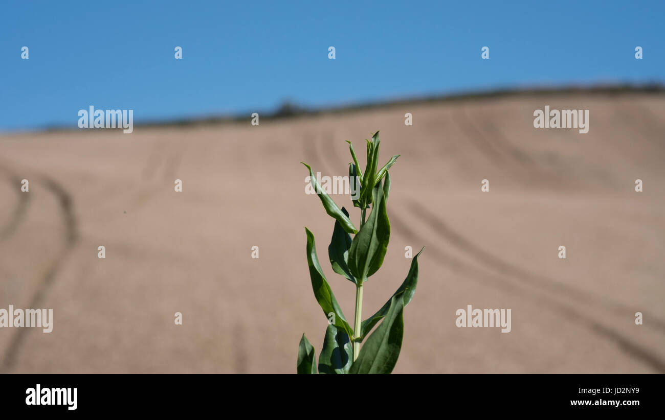 Maize filed hi-res stock photography and images - Alamy