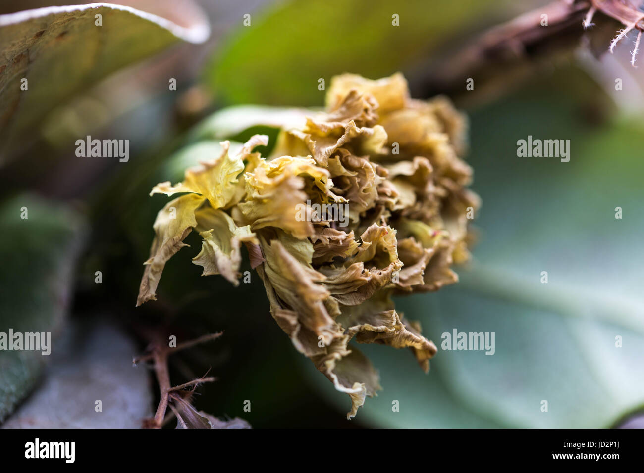 Dead blooms hi-res stock photography and images - Alamy