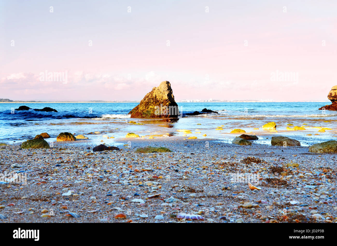 Sea shells in portugal hi-res stock photography and images - Alamy