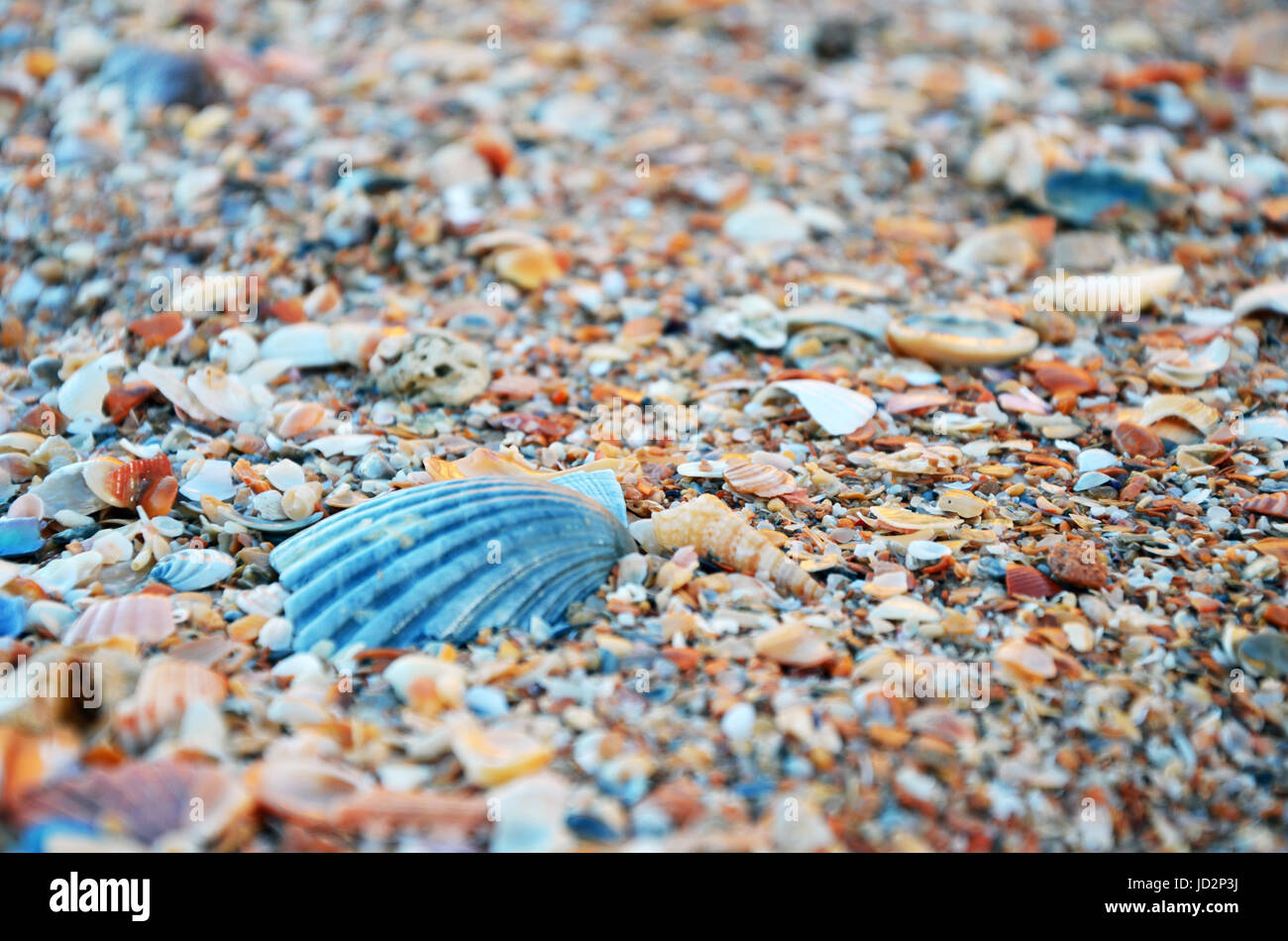 Seashells at Lagos Beach (Praia da Batata), Algarve, Portugal during ...