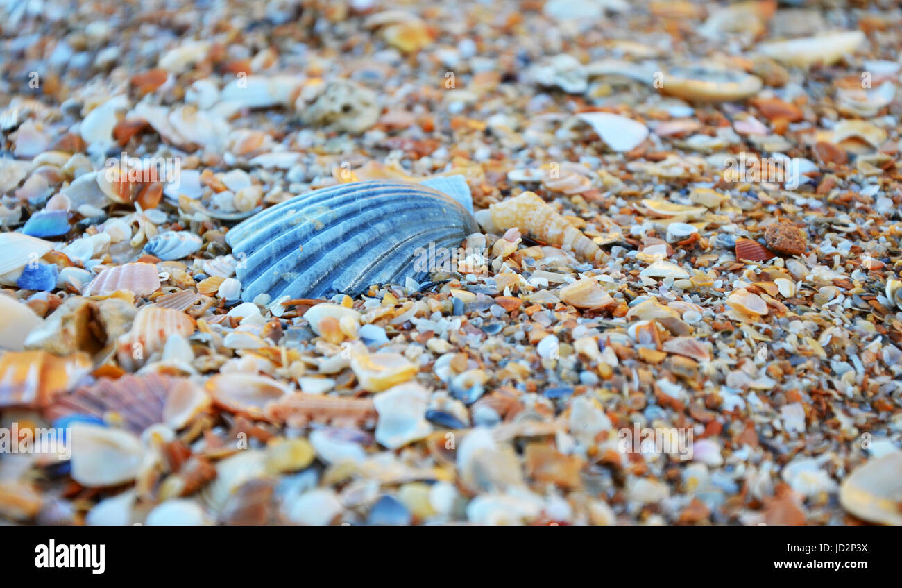 Seashells at Lagos Beach (Praia da Batata), Algarve, Portugal during ...