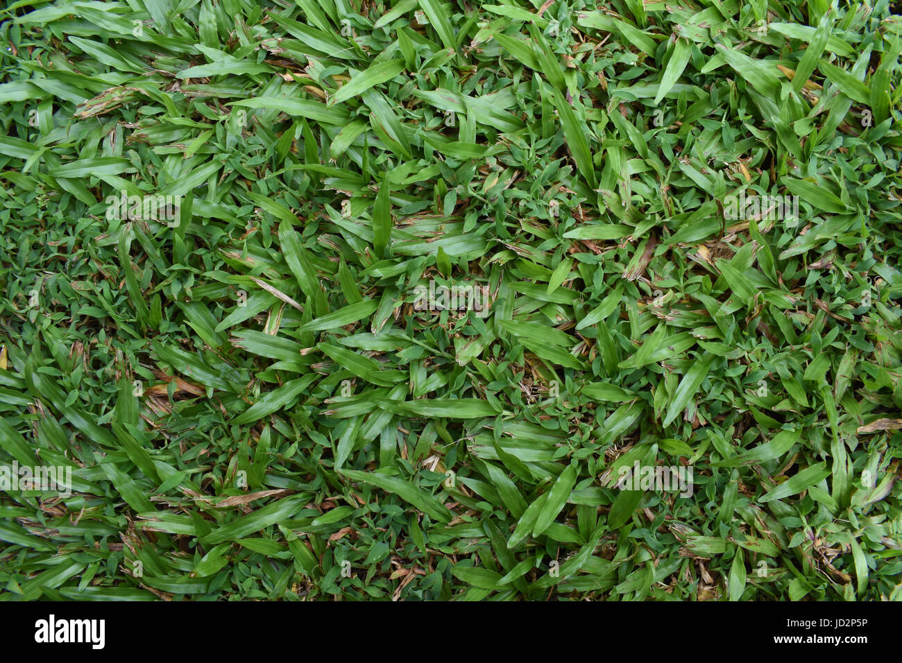 Natural green grass texture background Stock Photo - Alamy