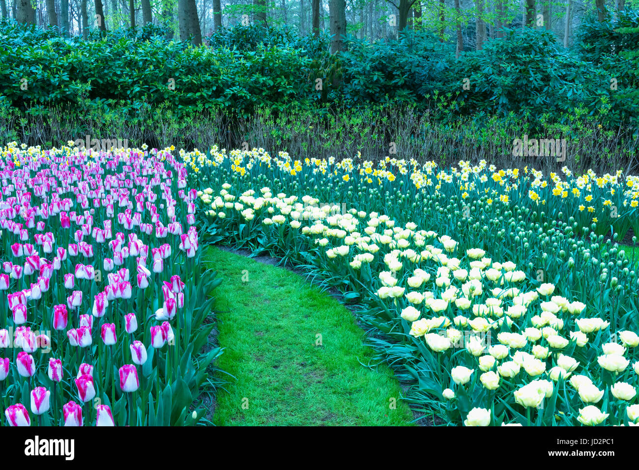 Multi Colored Tulips High Resolution Stock Photography and Images - Alamy