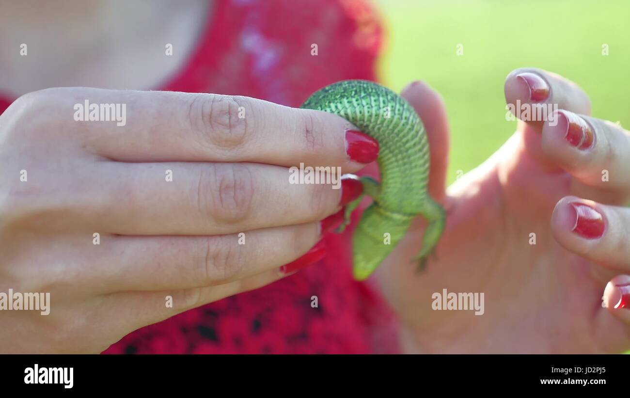 The girl is holding lizard. Girl in nature holds a green lifestyle ...