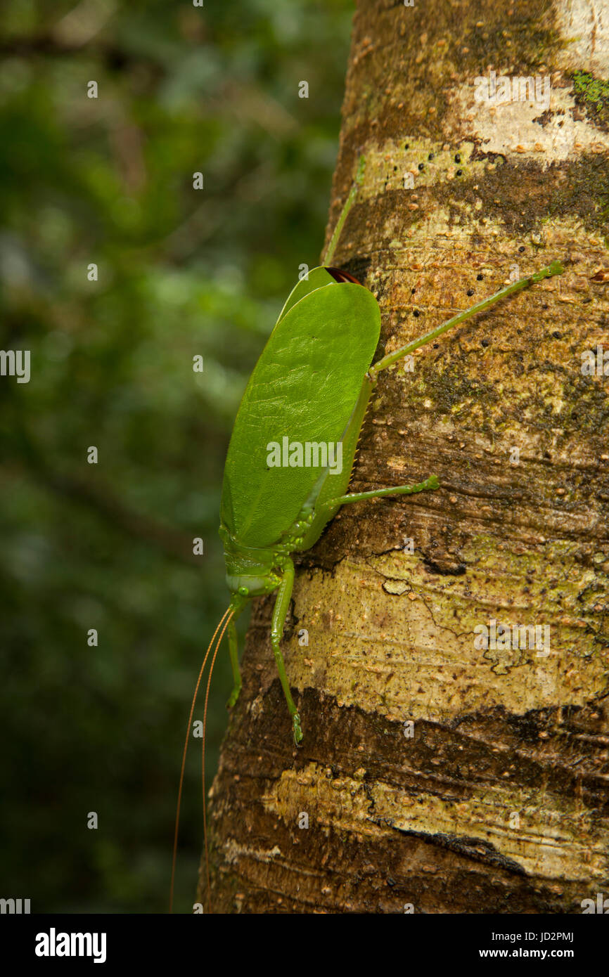 Katydid on tree, Tropical rainforest, Costa Rica Stock Photo - Alamy