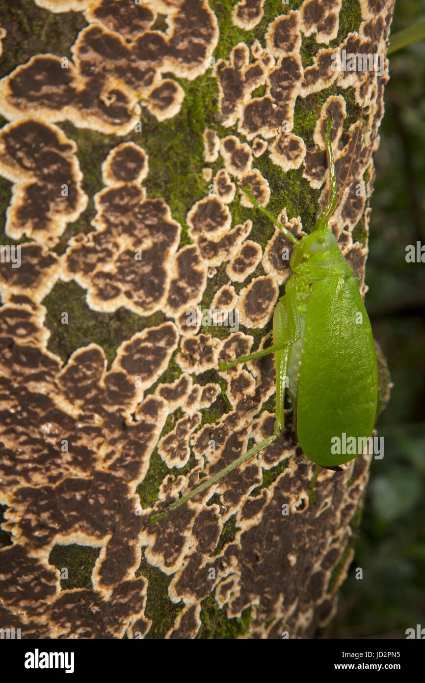 Katydid on tree, Tropical rainforest, Costa Rica Stock Photo - Alamy