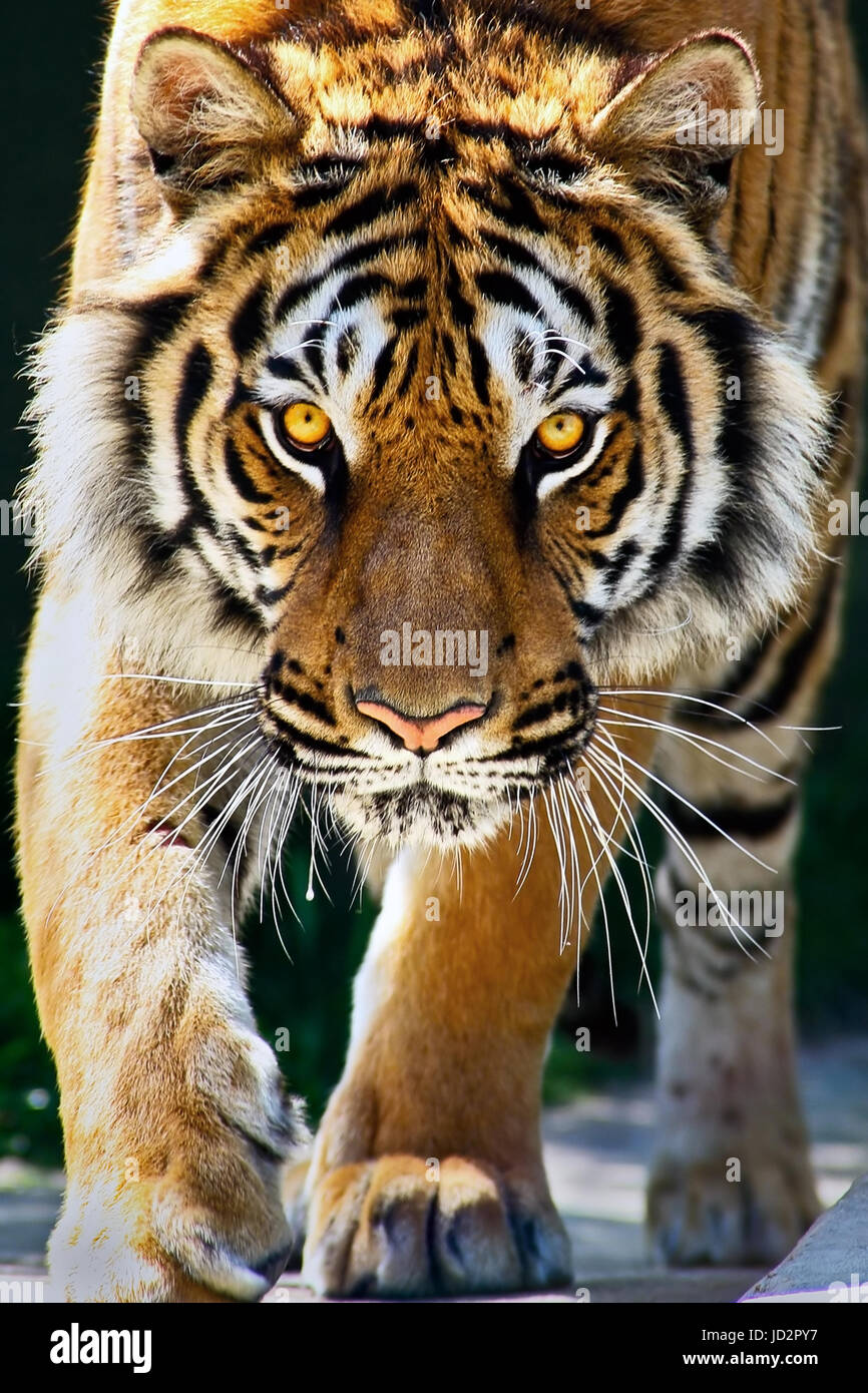 Tiger jump hi-res stock photography and images - Alamy