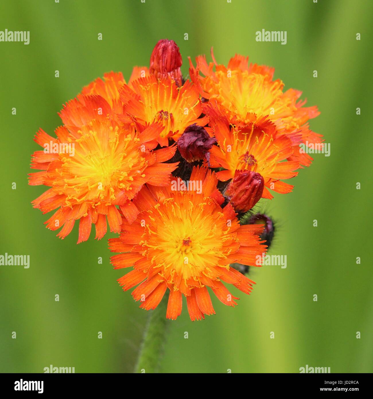 Golden hawksbeard crepis aurea hi-res stock photography and images - Alamy