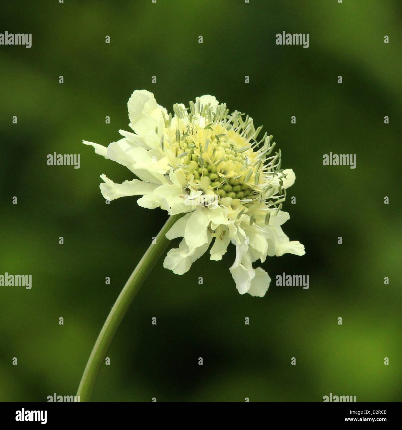 Rydale hi-res stock photography and images - Alamy