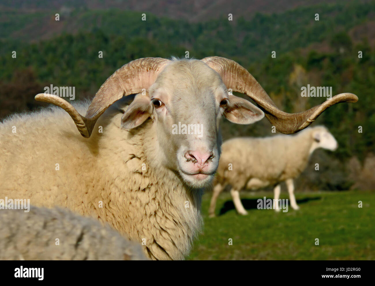 Beautiful male bighorn sheep hi-res stock photography and images - Alamy