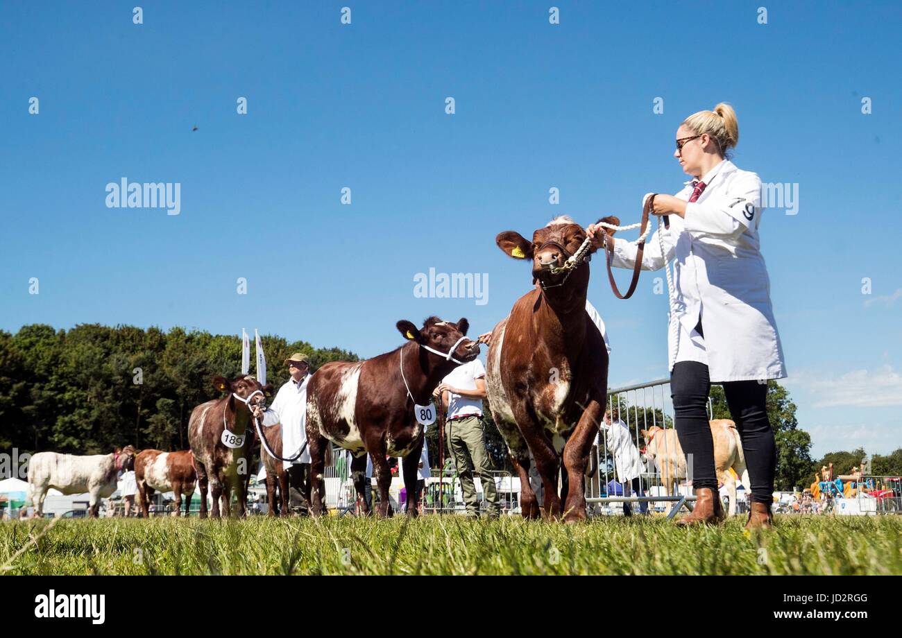 Cattle during the Cattle Judging at the 39th North Yorkshire County ...