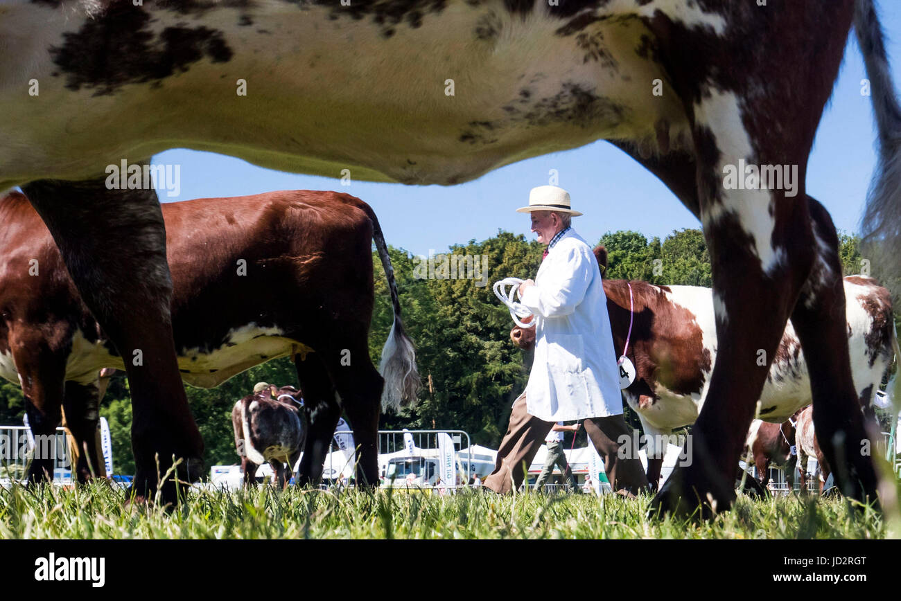 Cattle during the Cattle Judging at the 39th North Yorkshire County ...