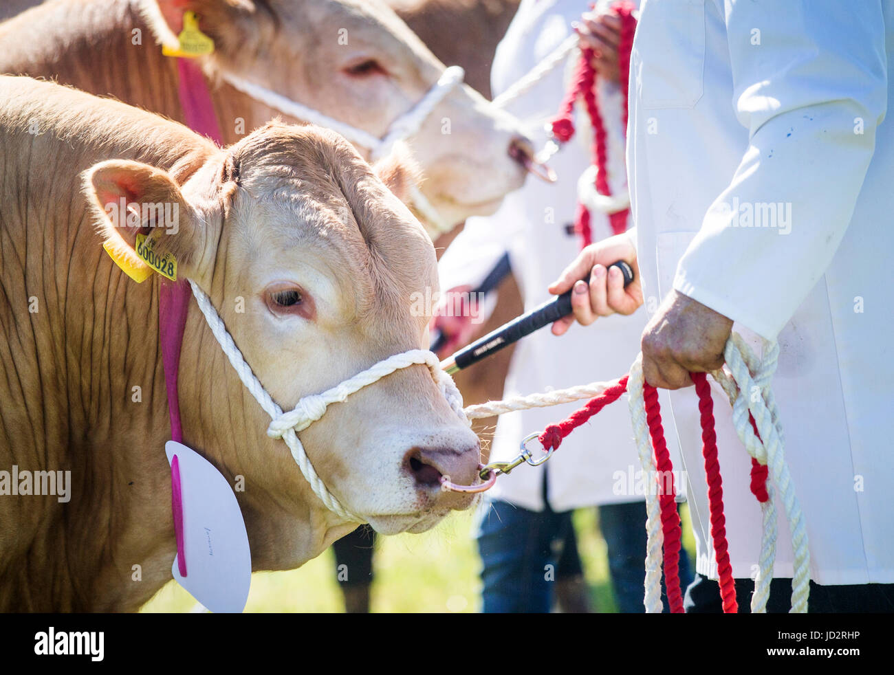 Cattle during the Cattle Judging at the 39th North Yorkshire County ...