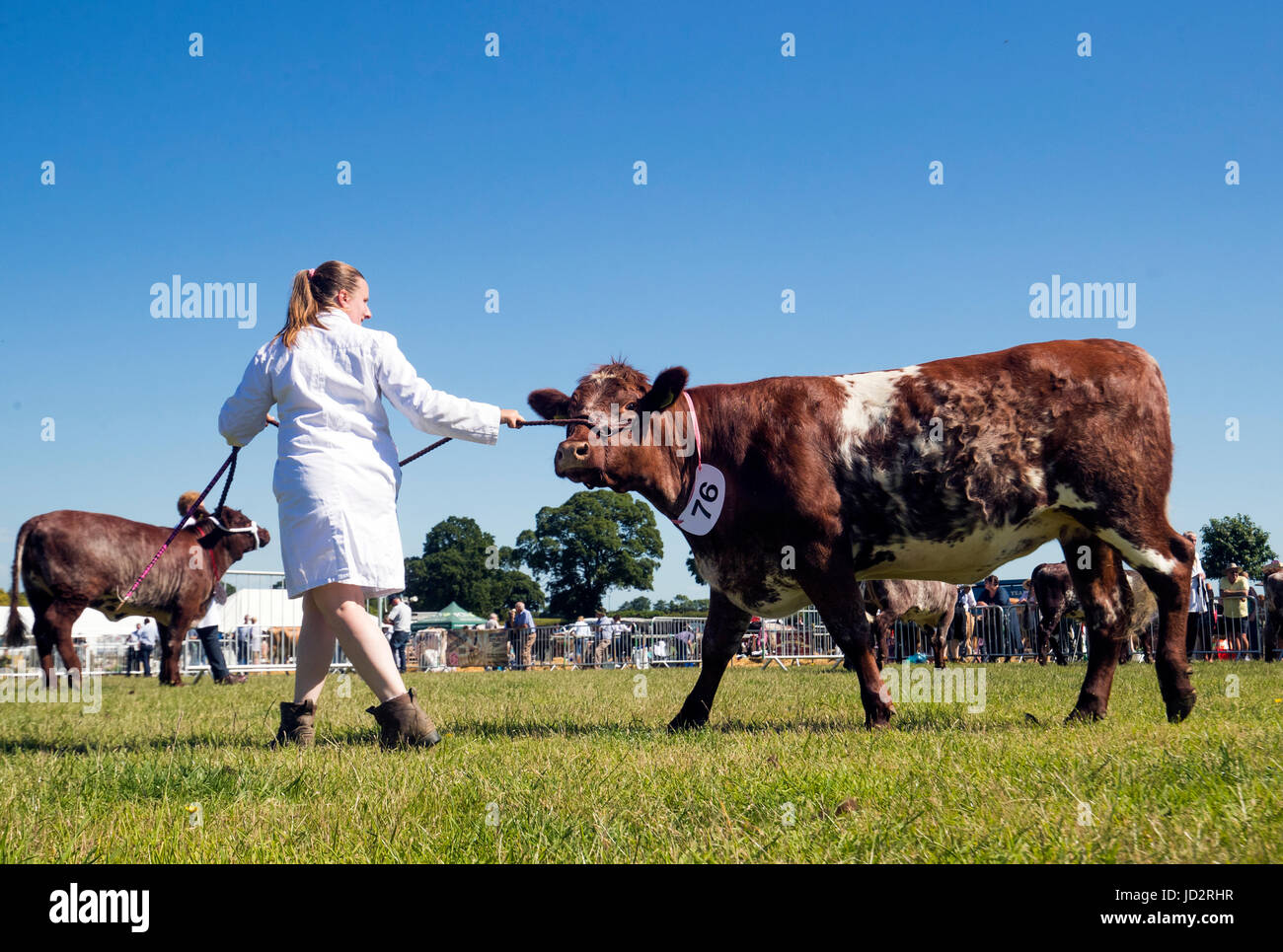 Cattle during the Cattle Judging at the 39th North Yorkshire County ...