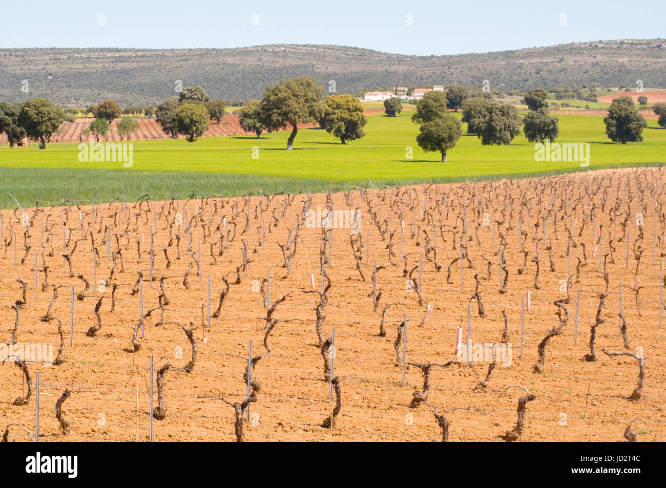 Vineyard and meadow. Urda, Toledo province, Castilla La Mancha, Spain ...