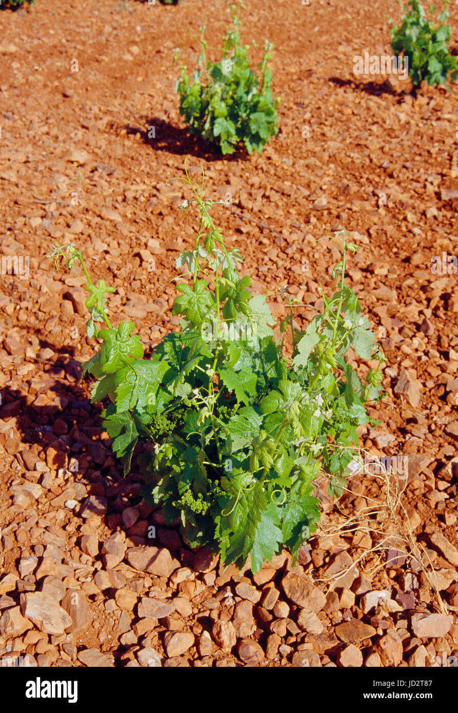 Planta real real hi-res stock photography and images - Alamy