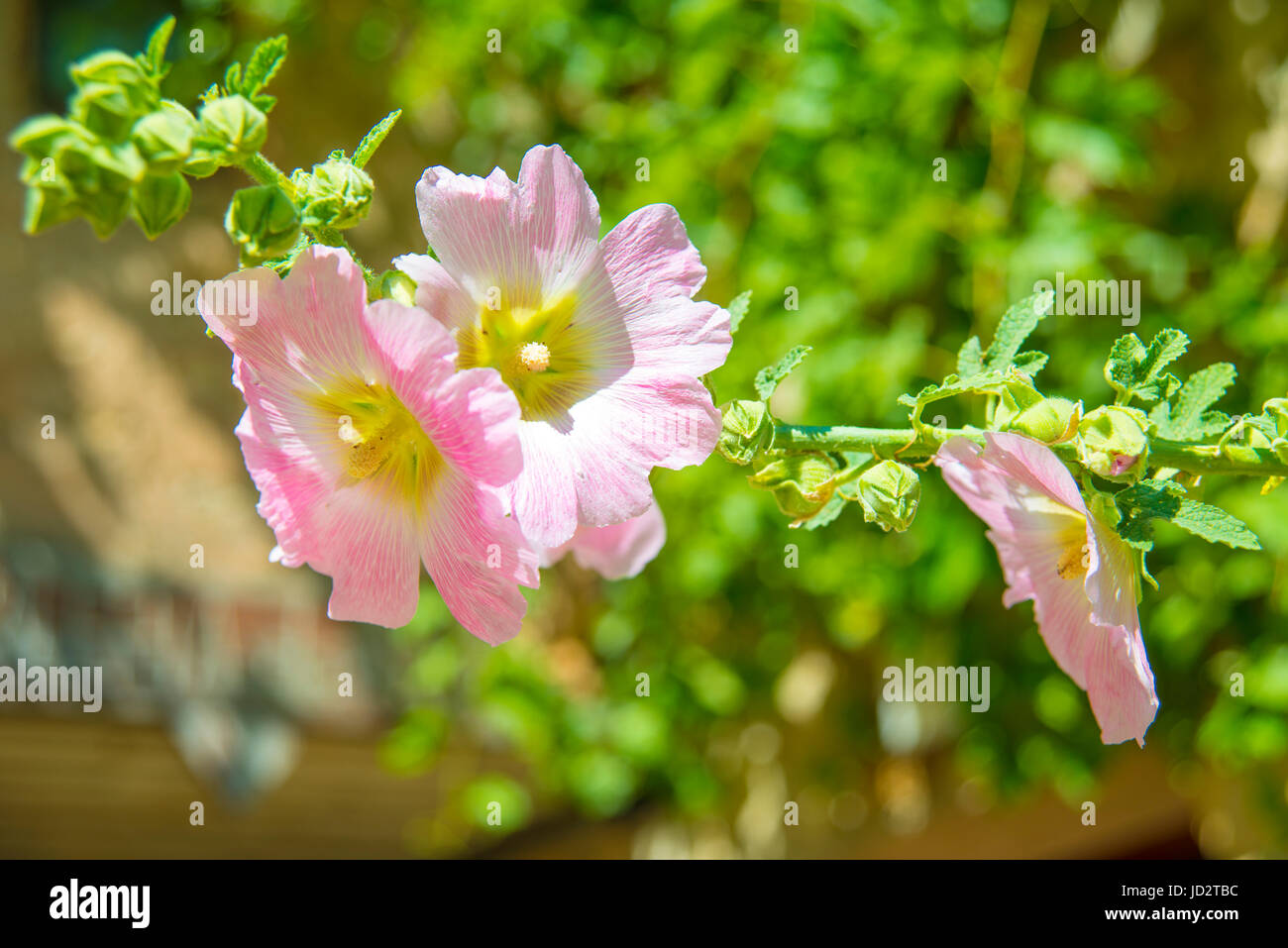 Pink flowers in a garden Stock Photo - Alamy