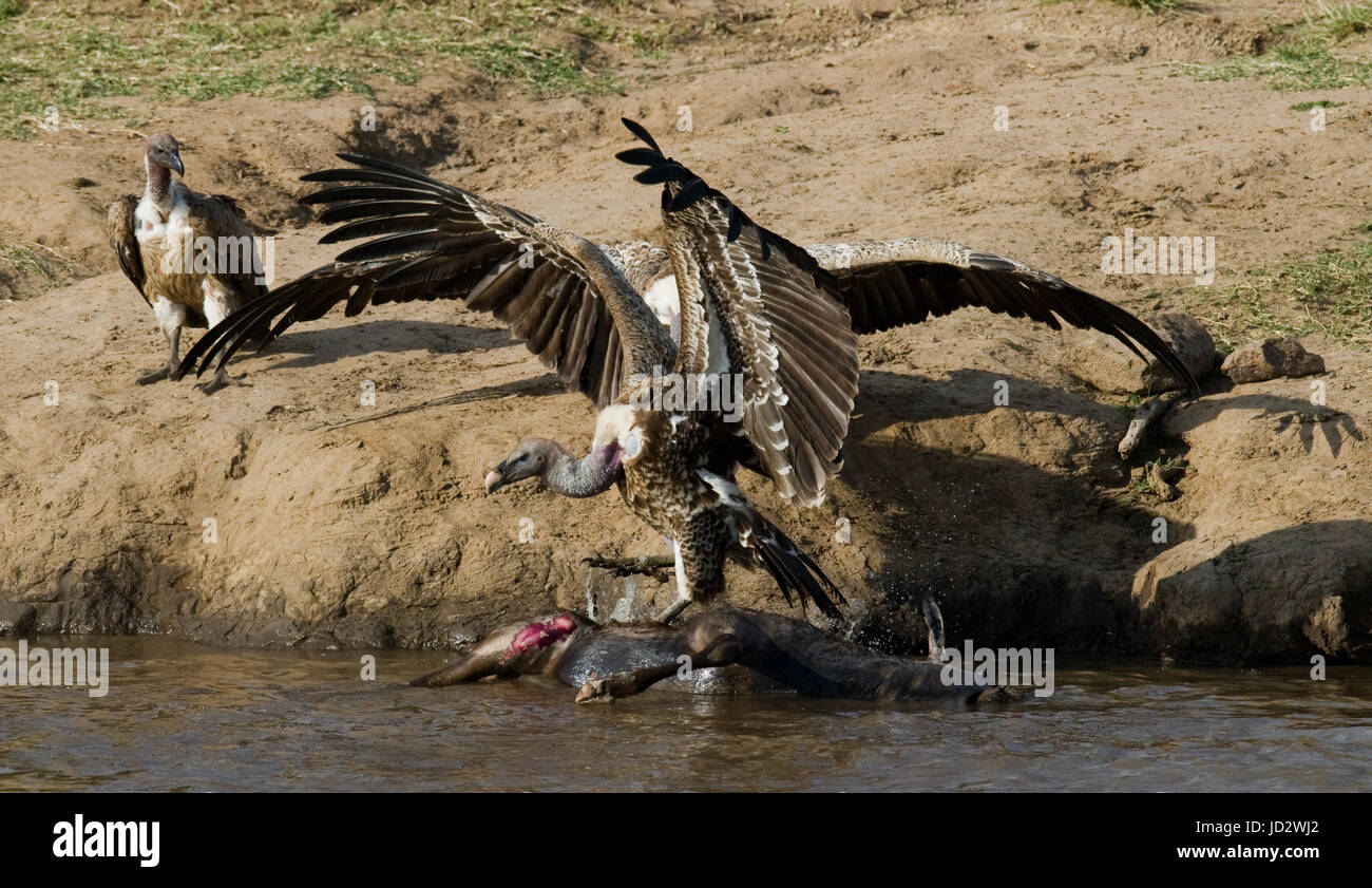 Photographing birds of prey in flight hi-res stock photography and ...