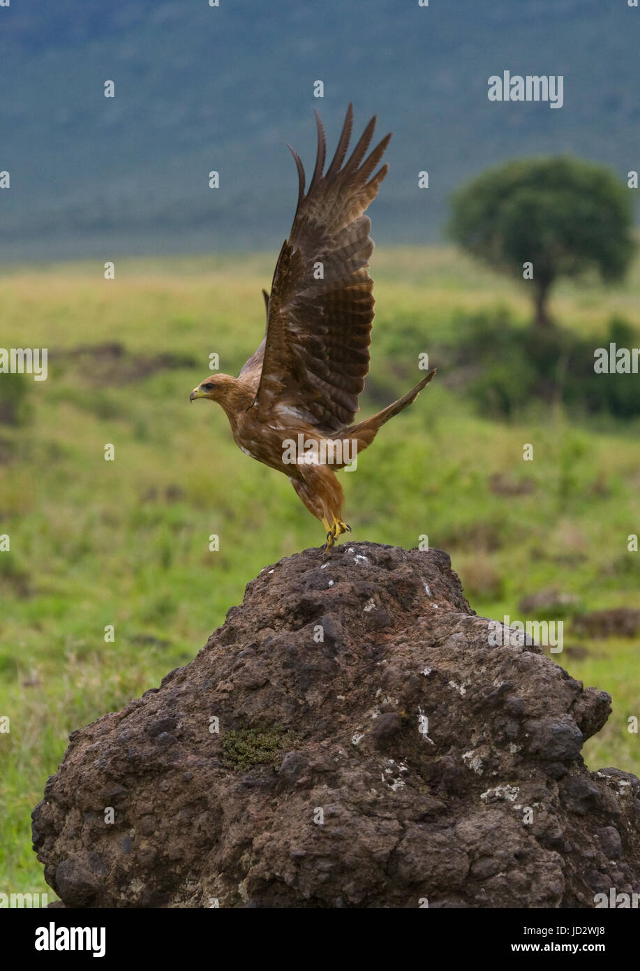 Predatory bird in flight hi-res stock photography and images - Alamy