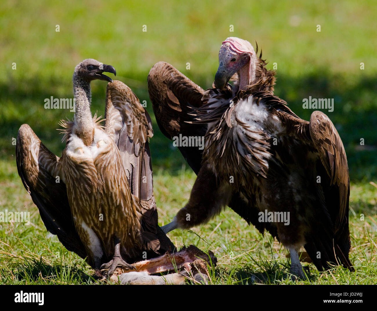 Photographing birds of prey in flight hi-res stock photography and ...