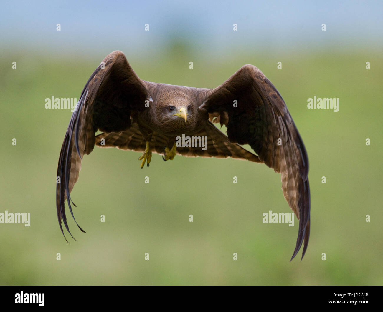 Predatory bird in flight. Kenya. Tanzania. Safari. East Africa Stock ...