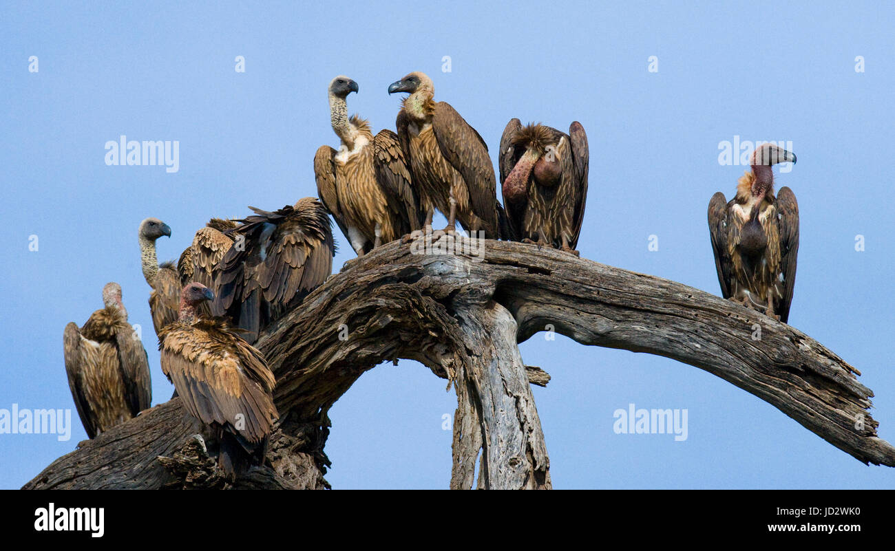Predatory birds are sitting on a tree. Kenya. Tanzania. Safari. East ...