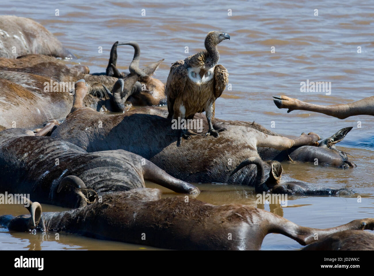 Photographing birds of prey in flight hi-res stock photography and ...