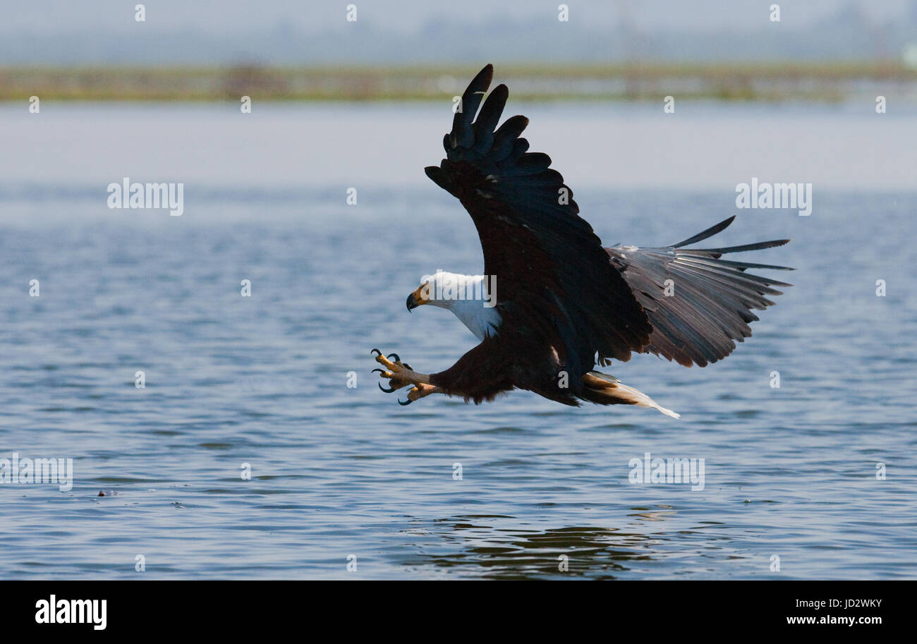 African Fish Eagle at the moment the attack on the prey. Uganda ...
