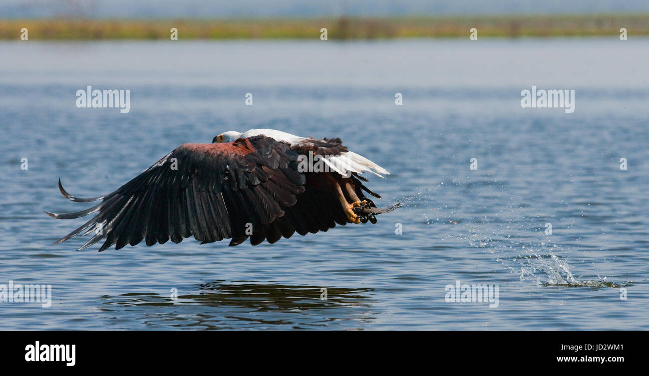 African Fish Eagle at the moment the attack on the prey. Uganda ...
