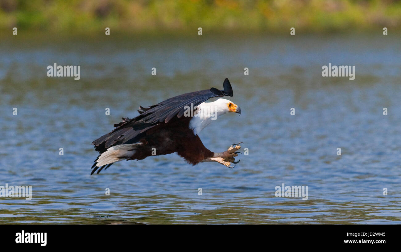 African Fish Eagle at the moment the attack on the prey. Uganda ...