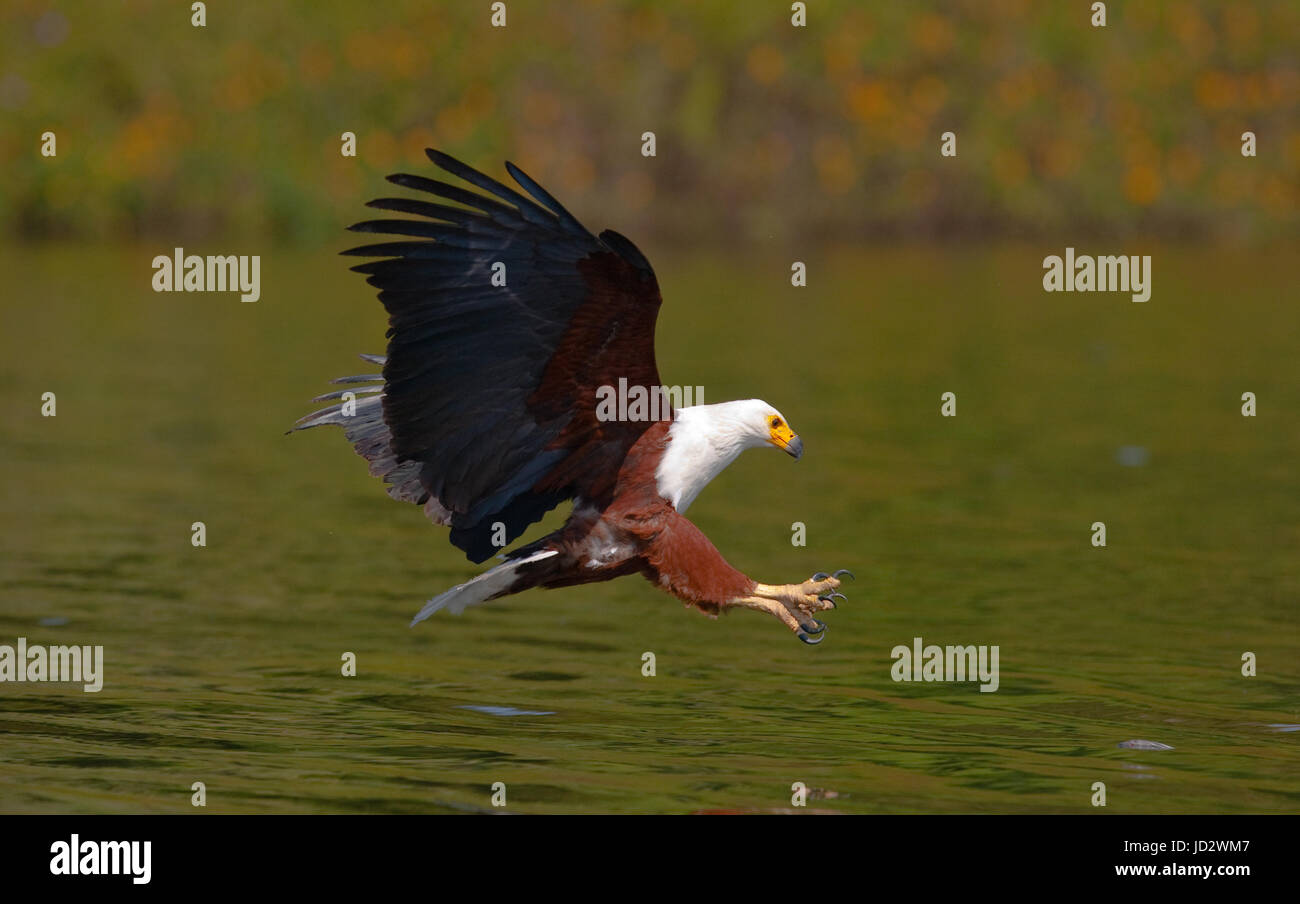 African Fish Eagle at the moment the attack on the prey. Uganda ...